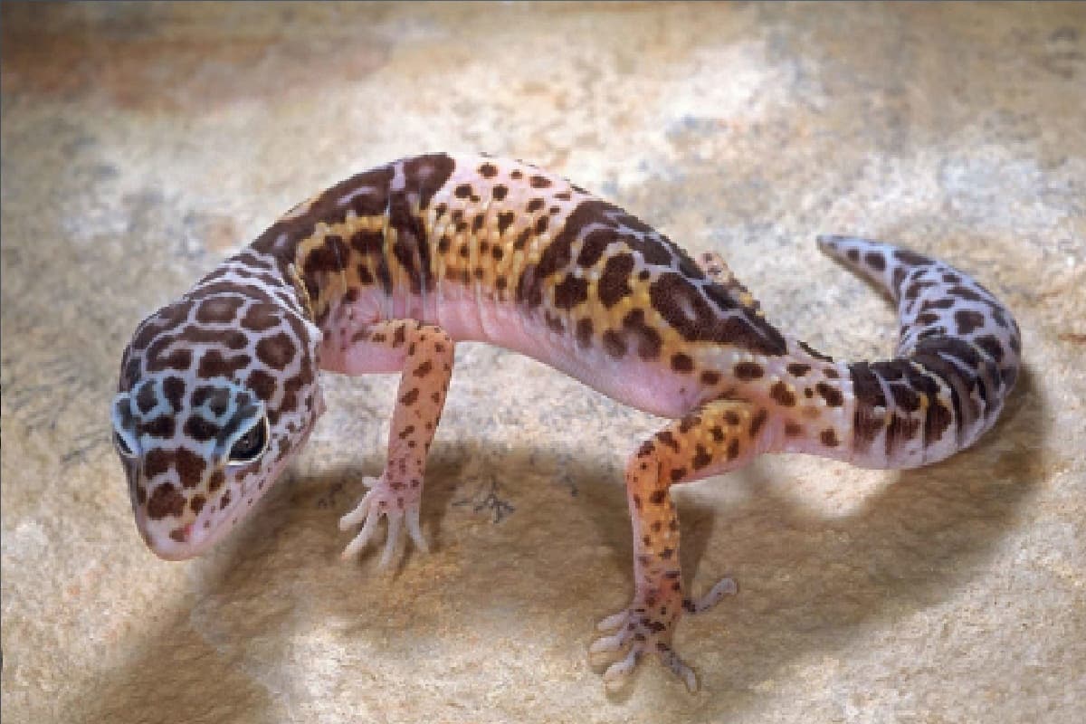 Leopard Gecko Lizard : छत्तीसगढ़ के जंगल में मिला दुर्लभ प्रजाति का जीव ...