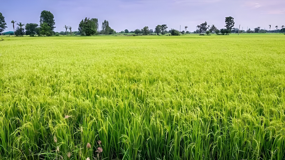 High Yield Paddy Variety : 125 दिन में तैयार, 70 क्विंटल प्रति हेक्टेयर ...